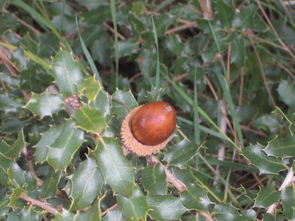 Coscoll – Blog Ciències Ave Maria